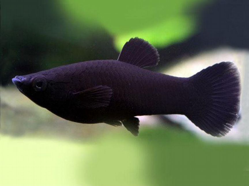 Отдадим молинезию в аквариум