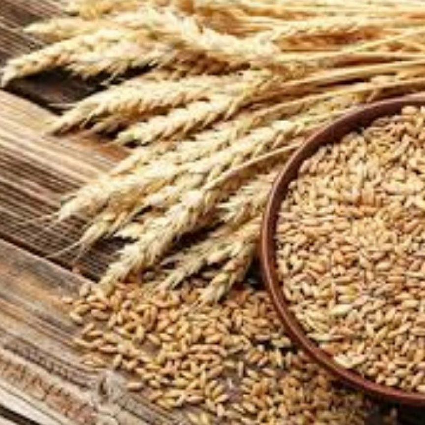 Зерно пшеницы