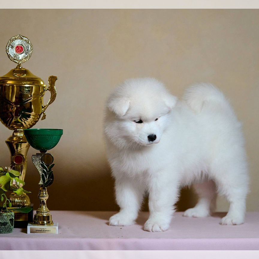 Самоедская собака, щенок