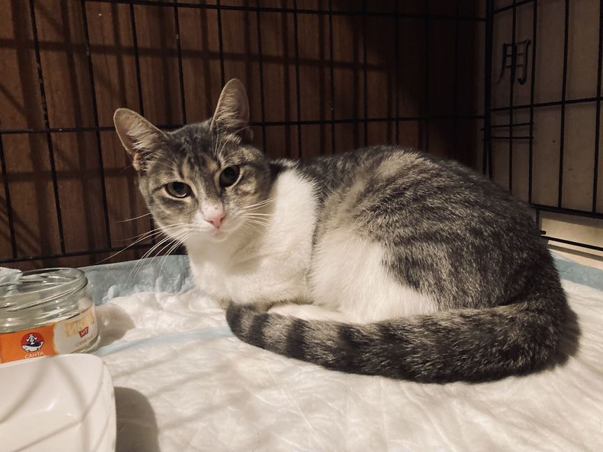 Сержик ищет дом