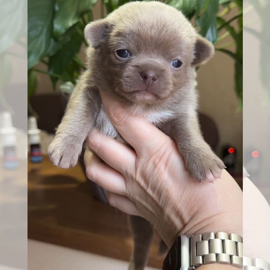 Чихуахуа - лиловые мальчишки