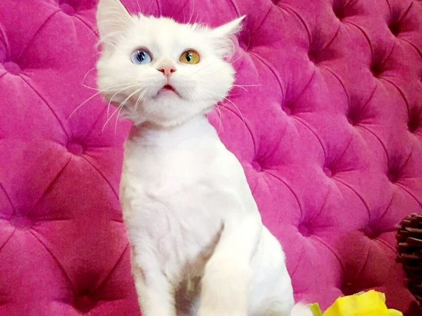 Котя с разными глазками в добрые руки