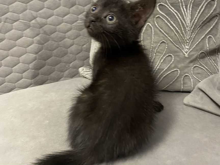Маленький котёнок