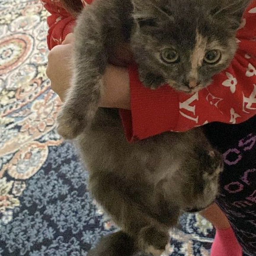 Котенок девочка