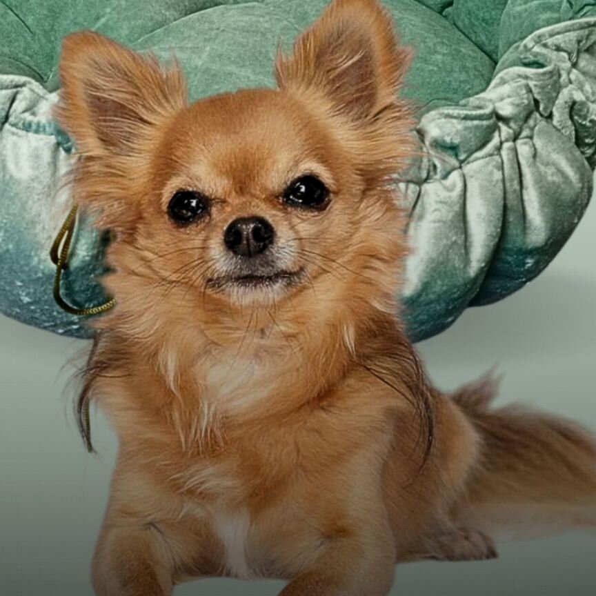 Лежанка для собак и кошек "велюр 5"