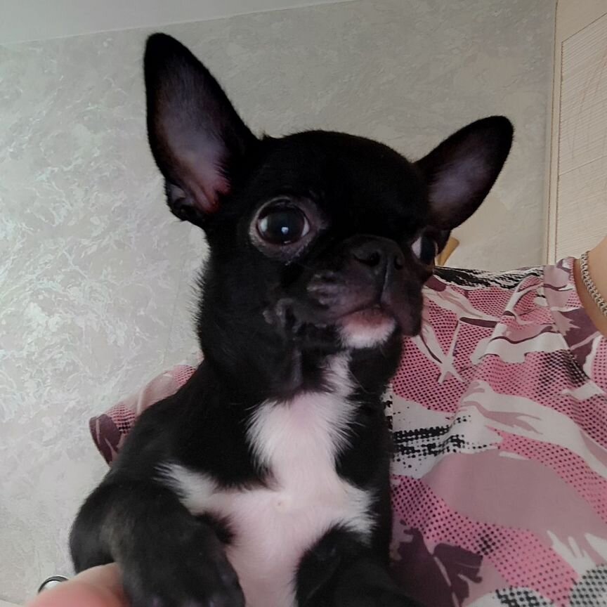 Чихуахуа, щенок