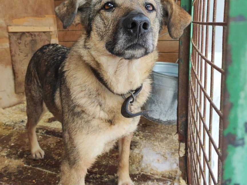 Милая Бонечка ждет в приюте