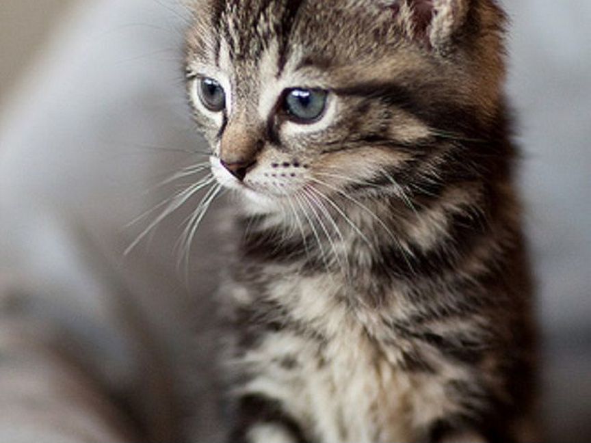 Мечтает от доме полосатый серый котенок