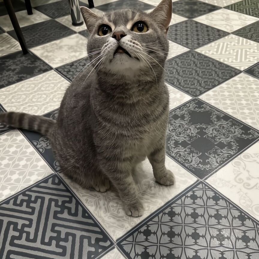 Британская короткошёрстная, взрослая кошка