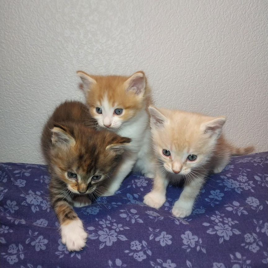 Котята в добрые руки