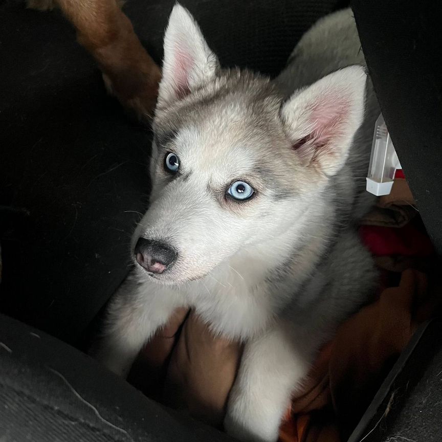 Сибирский хаски, щенок