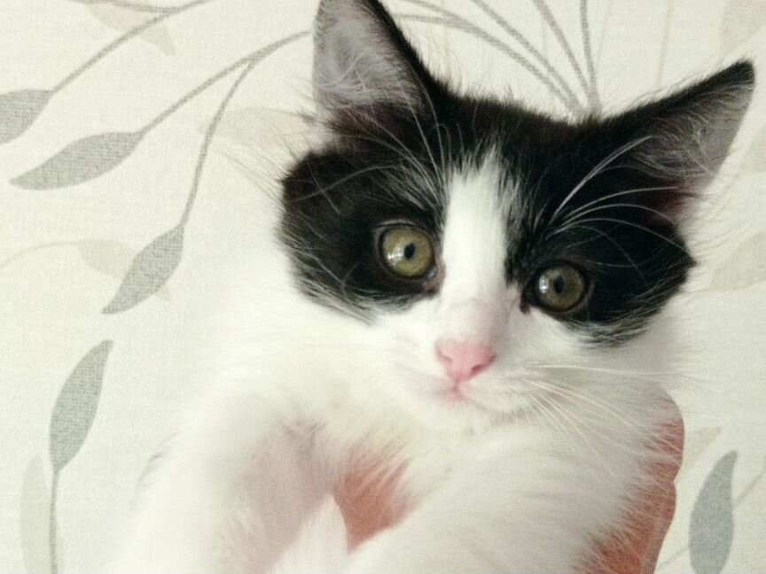 Котята