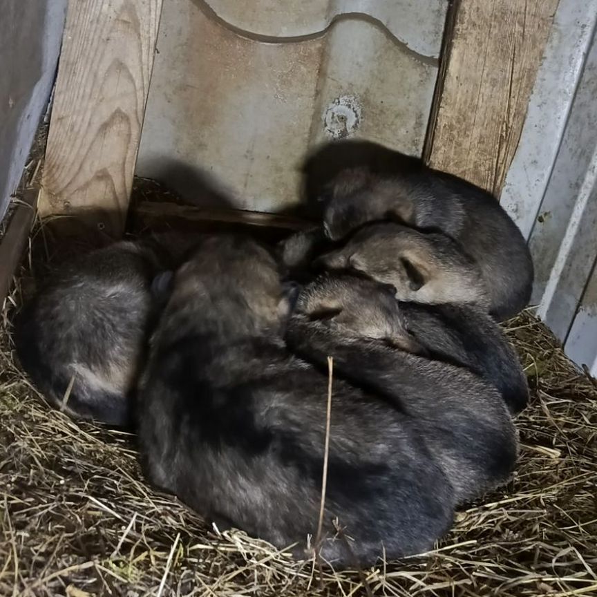 Западносибирская лайка, щенок