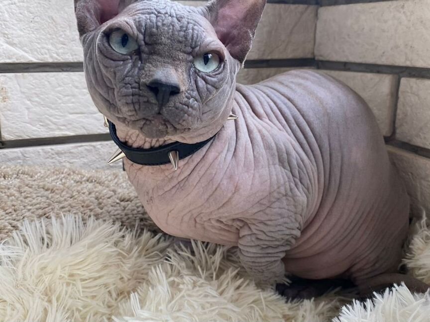 Вязка бамбино