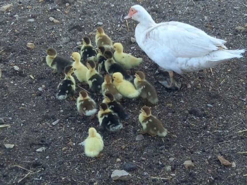 Индоутята продаются,утка в подарок