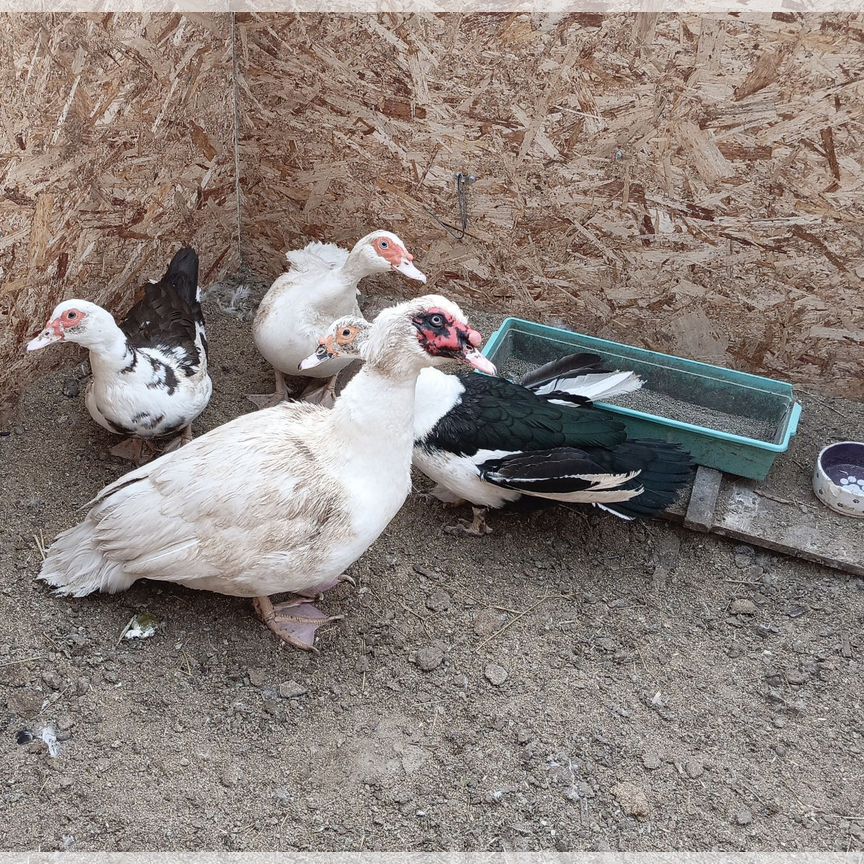 Инкубационное яйцо