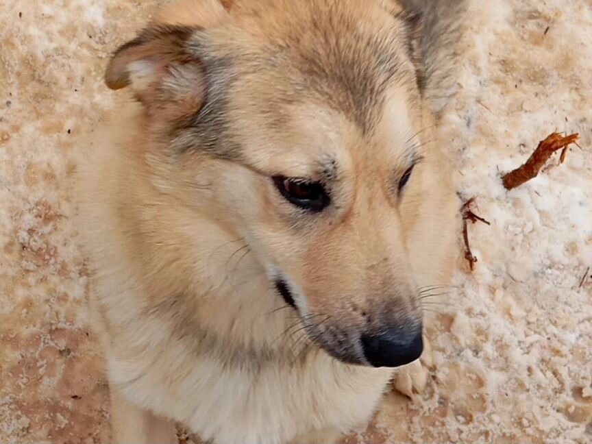 Кобелек подросток ищет хозяев