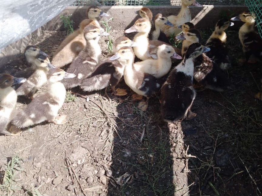 Мускусные утки индоутки индоутята