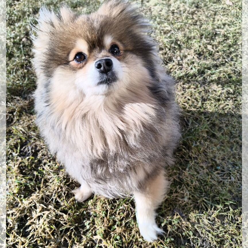 Немецкий шпиц, взрослая собака