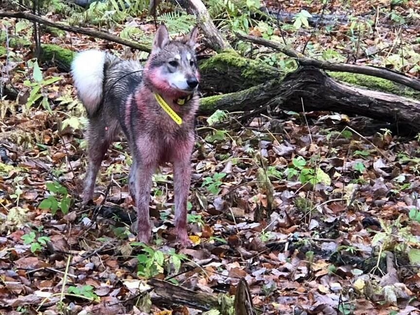 Лайки зсл зверового направления