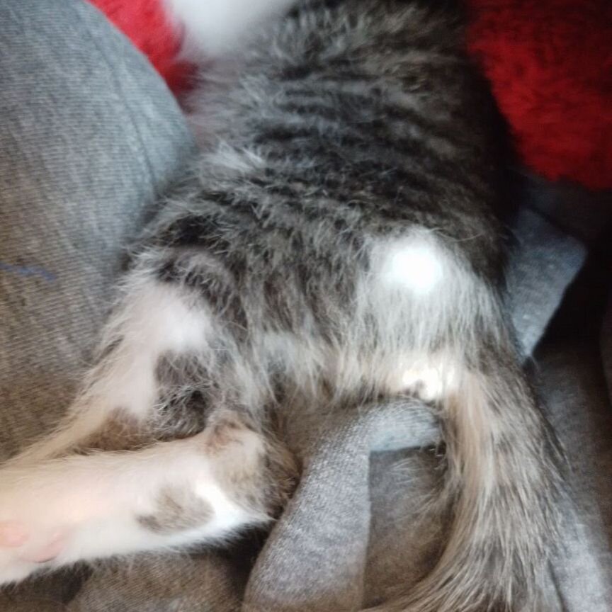 Котёнок в добрые руки отвечаем только взрослым