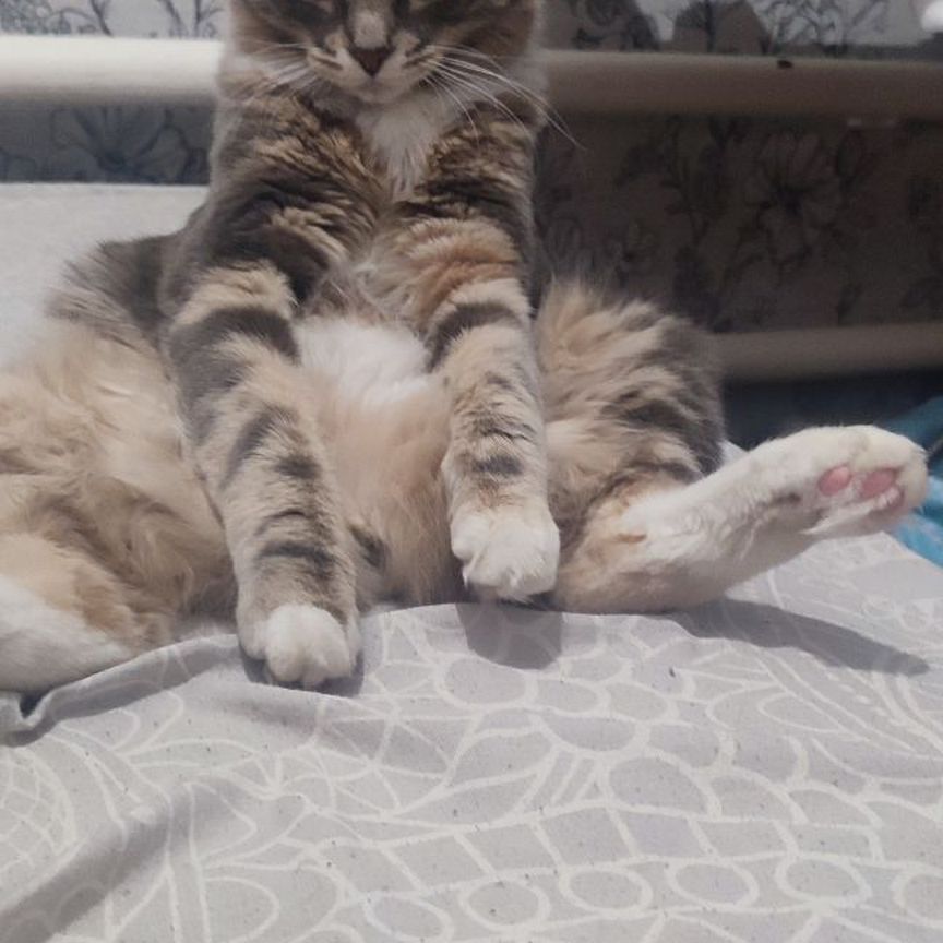 Кошка