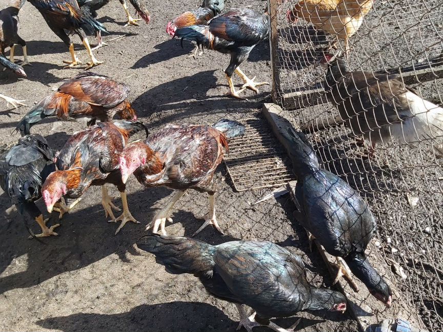 Молодняк бойцовых кур О-Шамо.5 месяцев