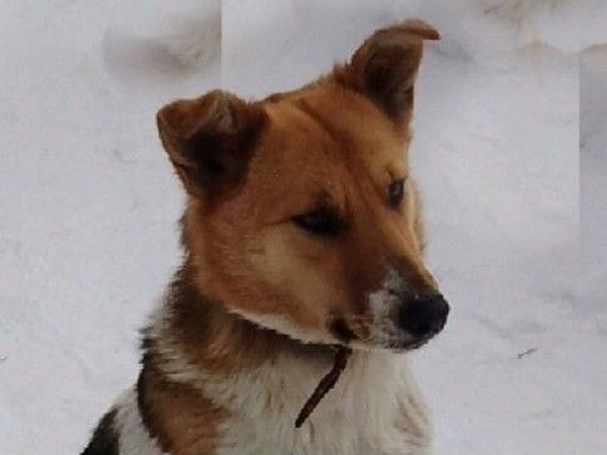 Чудо собачка 9 мес, в добрые руки