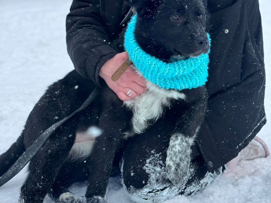 Собака подросток ищет дом