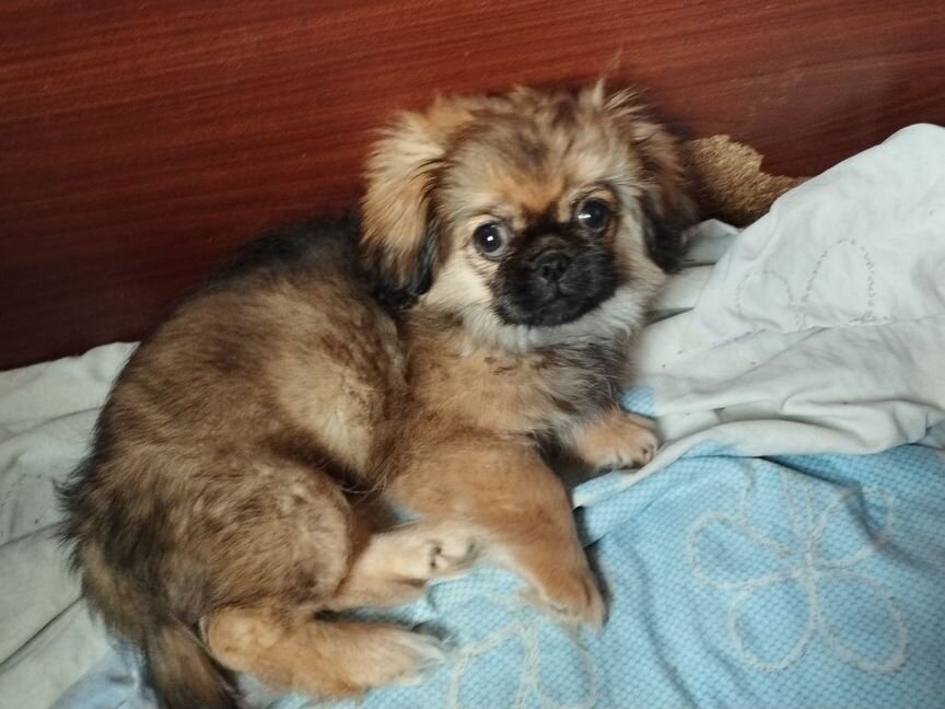 Пекинес девочка