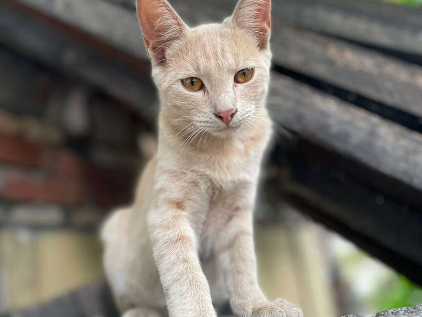 Рыжий и персиковый котики в поисках дома