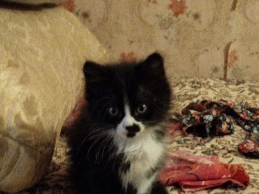 Котенок в добрые руки