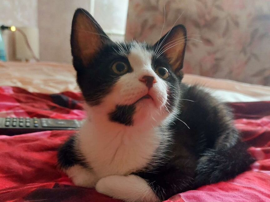 Котята в добрые руки бесплатно