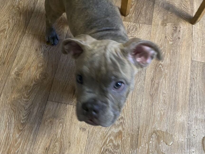 Американский булли