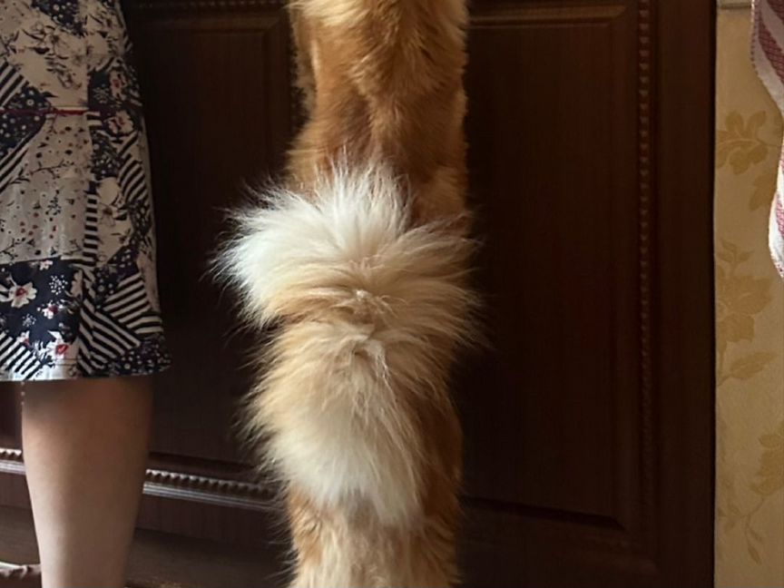 Кошка мейнкун