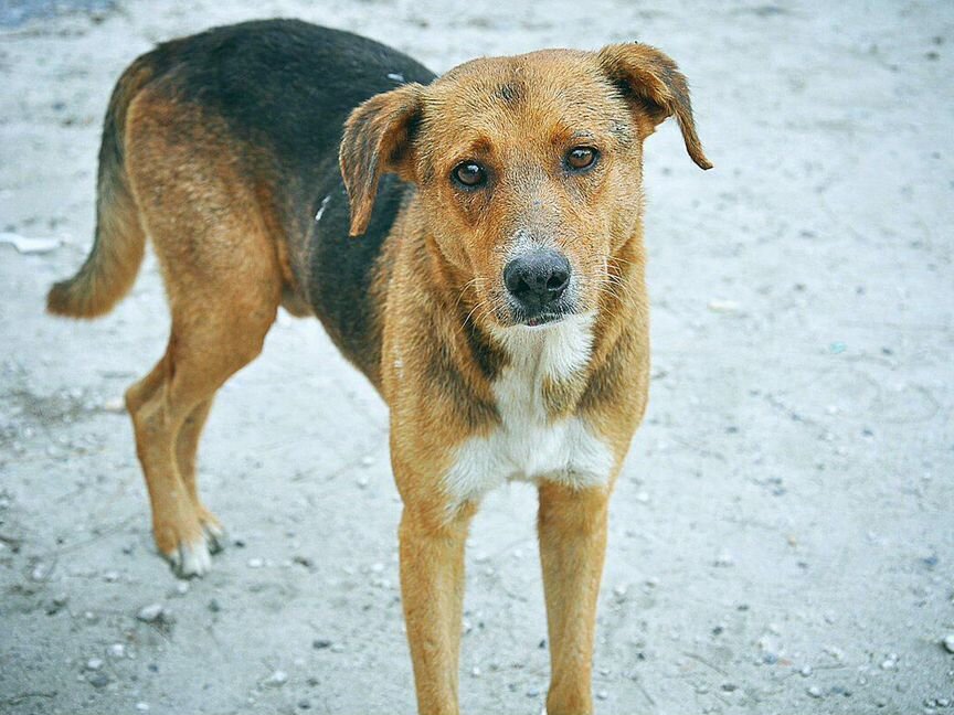 Собака в добрые руки