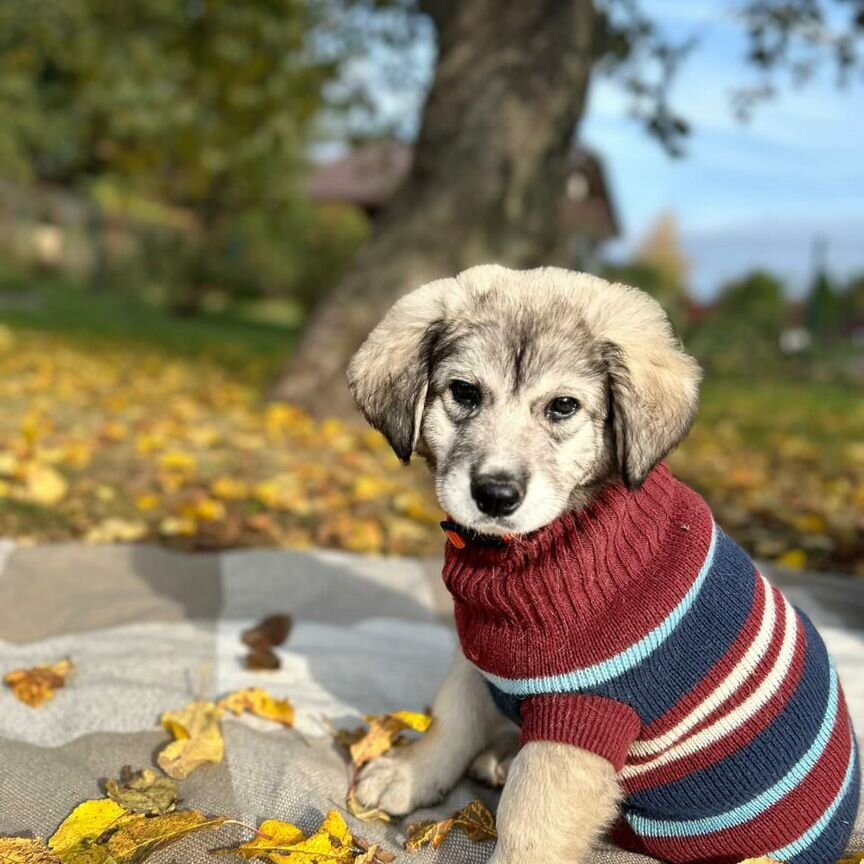 Щенок в добрые руки