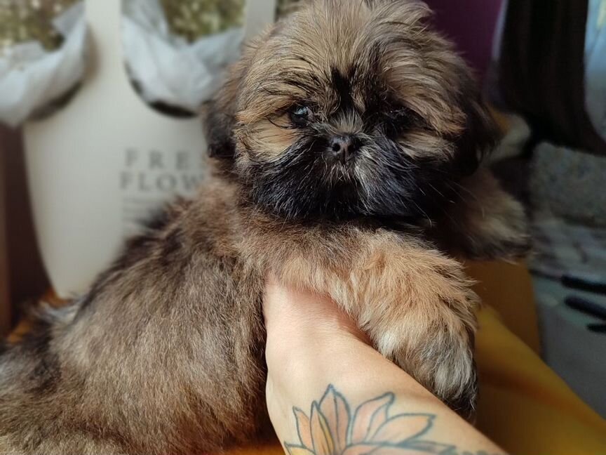 Мини девочка Ши -тцу