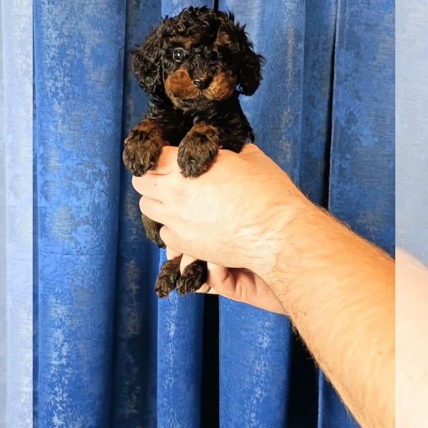 Той-пудель, щенок