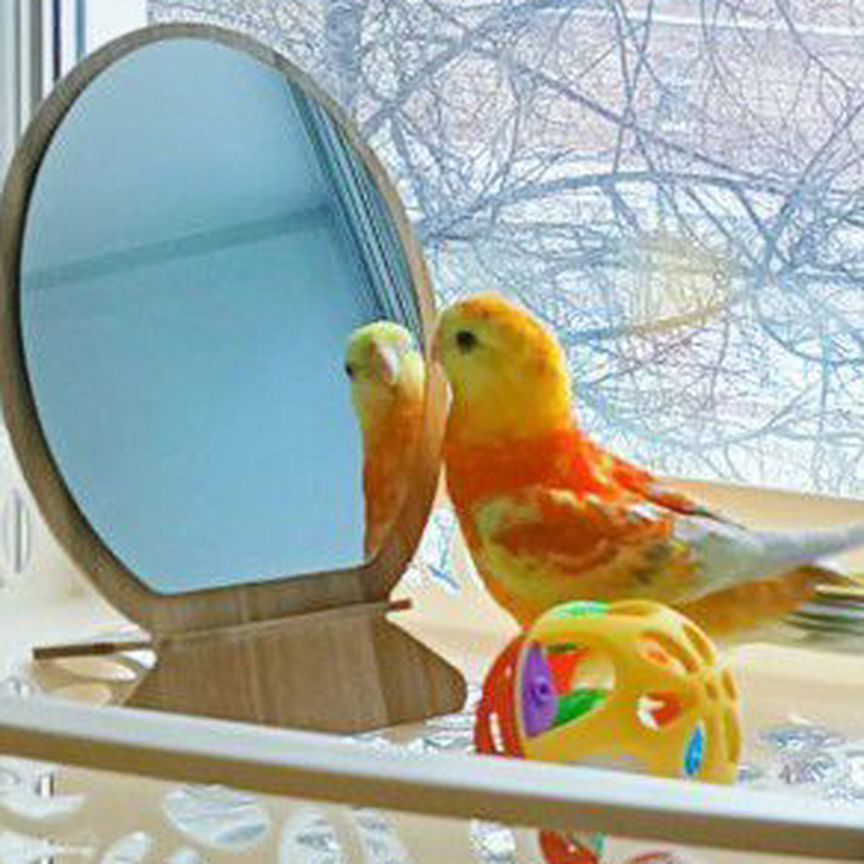 Певчий попугай