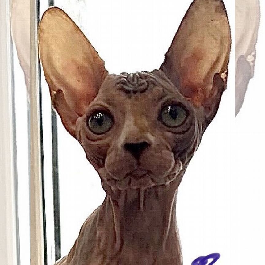 Донской сфинкс котёнок
