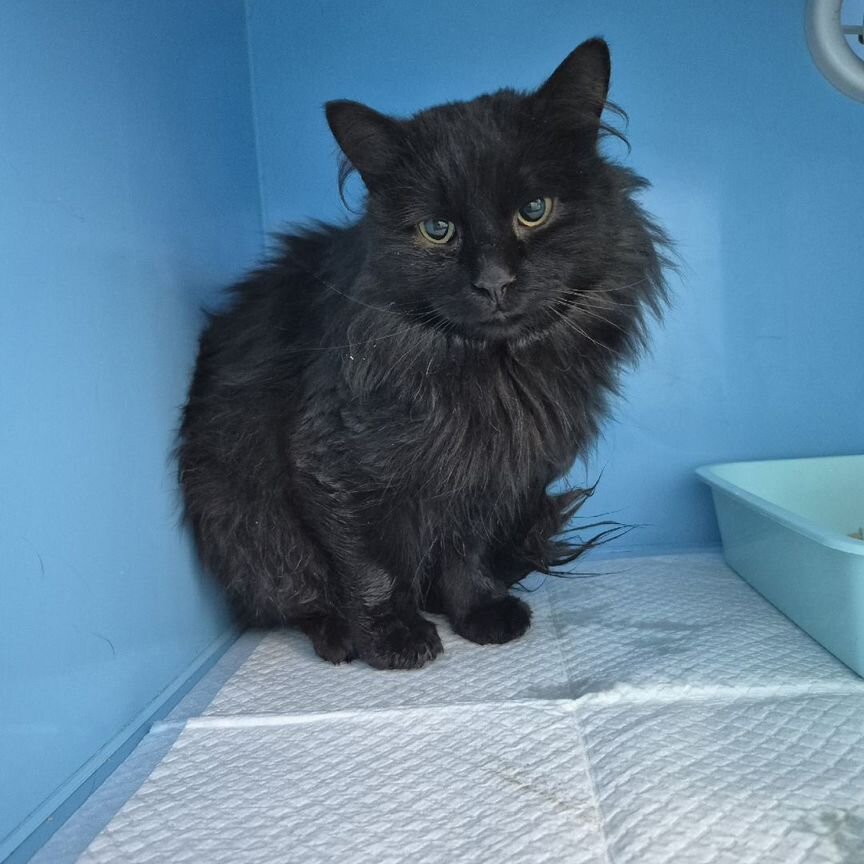 Взрослая кошка в добрые руки