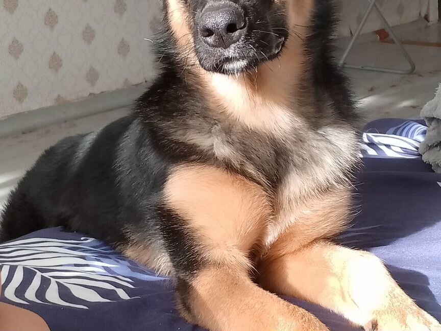 Отдам в добрые руки помесь немецкой овчарки