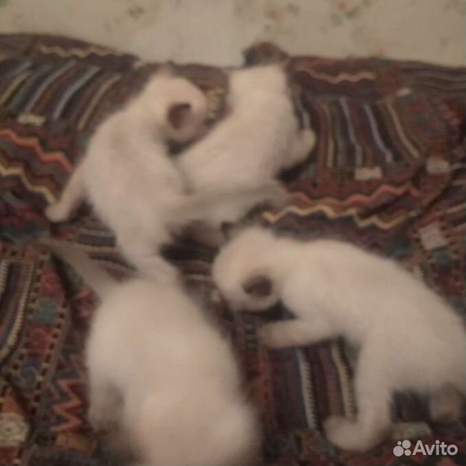 Тайские сиамские котята в добрые руки