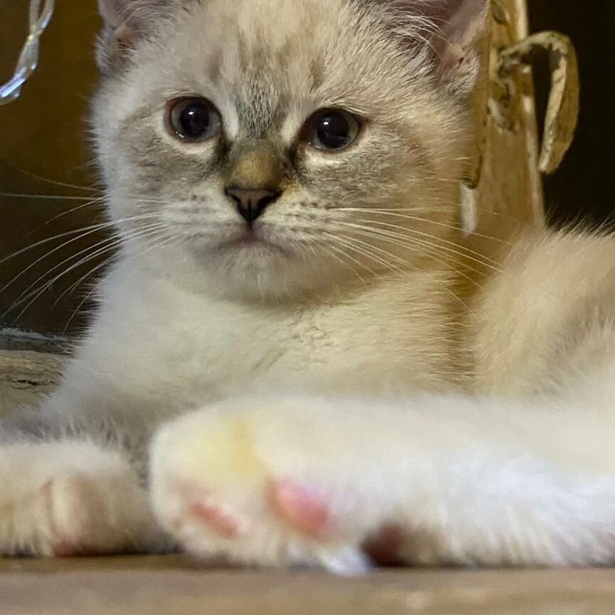 Котята