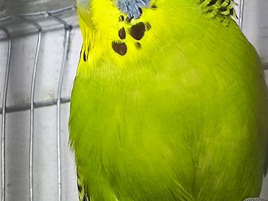 Попугай полуЧех. Годовалые самочки