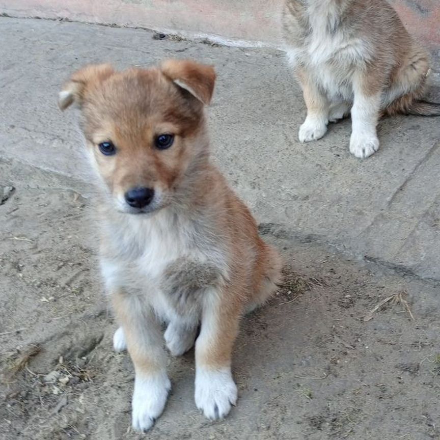 Щенок в добрые руки