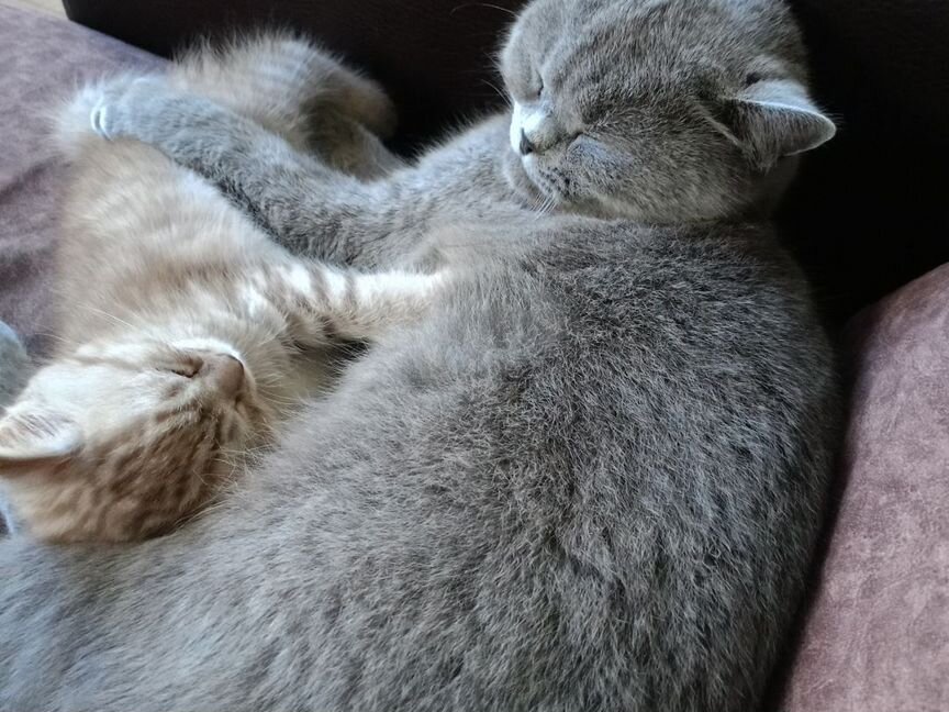 Котенок в добрые руки, мама британка папа перс