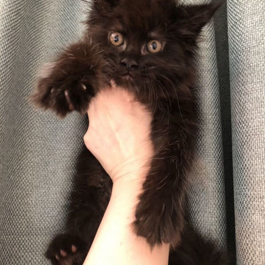 Котята мейн-кун