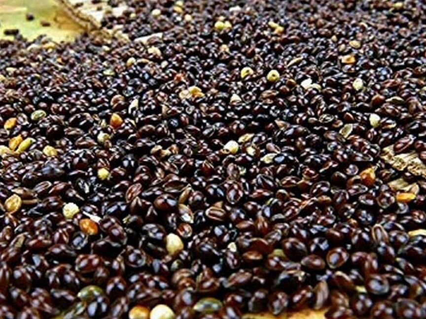 Просо чёрное